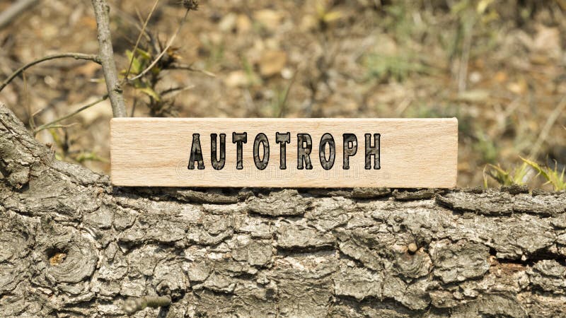 Autotroph Written on Wooden Surface. Frame on Tree Branch Stock Photo ...