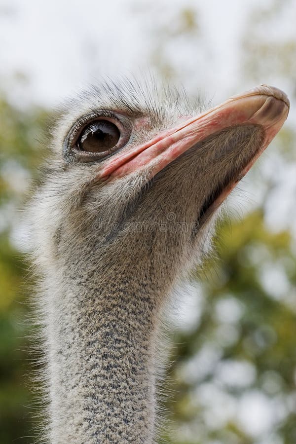 Autruche image stock. Image du autruche, afrique, visage - 11173015
