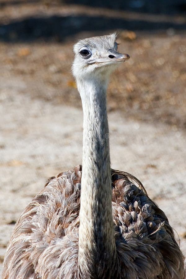 Pattes D Autruche Photos Stock - Téléchargez 1,179 Photos libres de droits
