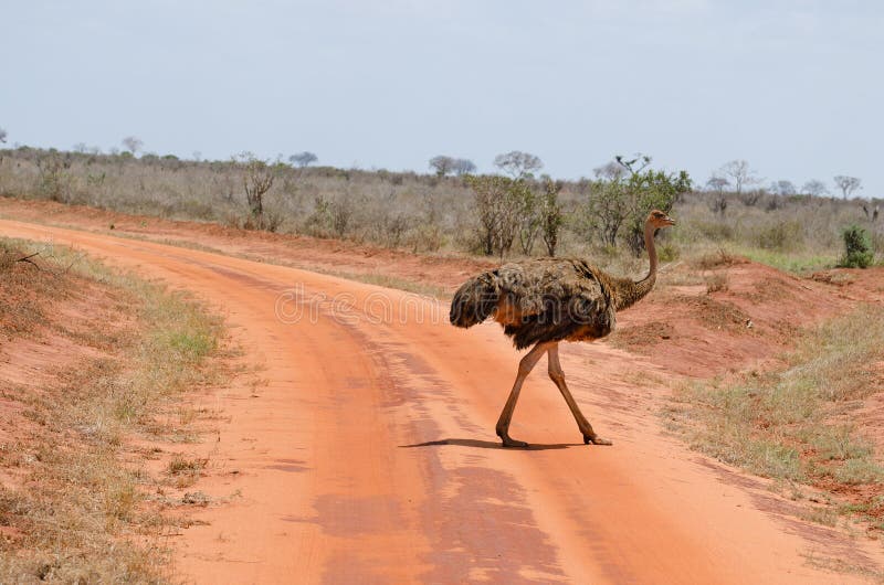 Autruche image stock. Image du tête, configuration, afrique - 24314893