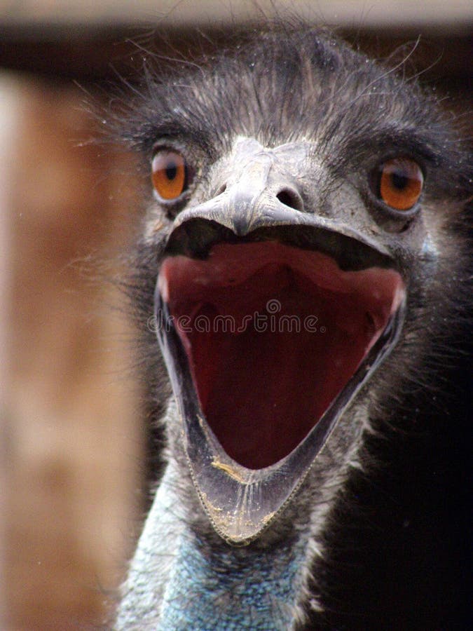 Sourire d'autruche image stock. Image du jeux, yeux, faune - 518579