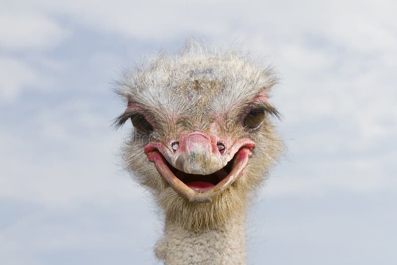 515 Photos de Sourire D Autruche - Photos de stock gratuites et libres ...