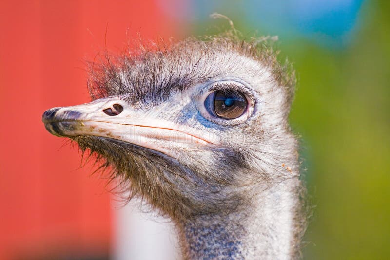 Autruche photo stock. Image du ornithologiste, lame, nature - 5893944