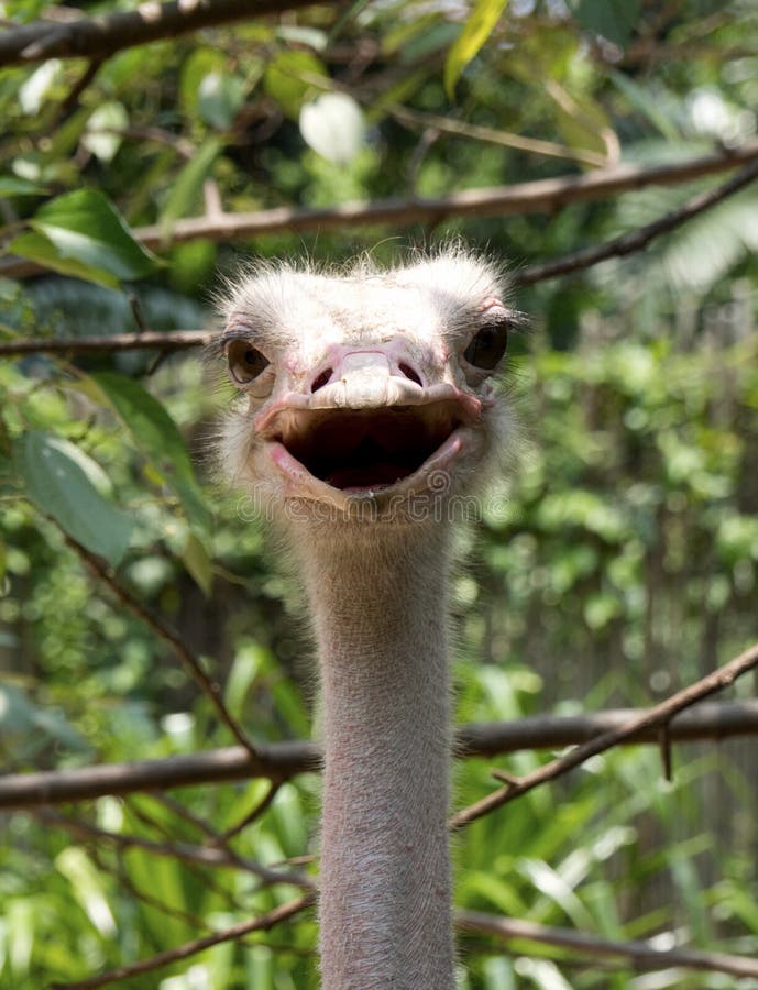400 Sourire D Autruche Photos libres de droits et gratuites de Dreamstime