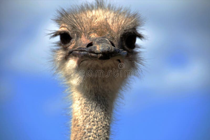 Autruche Effrayée Enterrant Sa Tête En Sable Photo stock - Image du ...