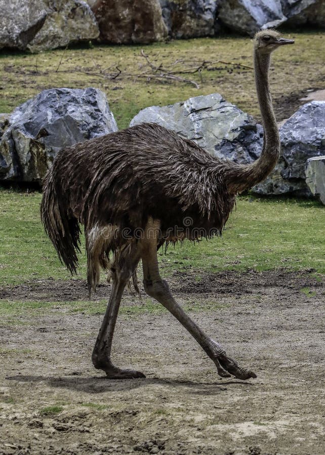 Autruche image stock. Image du ailes, nomade, rapide - 95347747