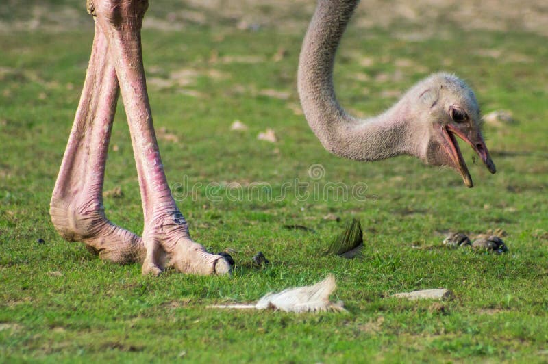 Pattes D Autruche Photos Stock - Téléchargez 1,179 Photos libres de droits