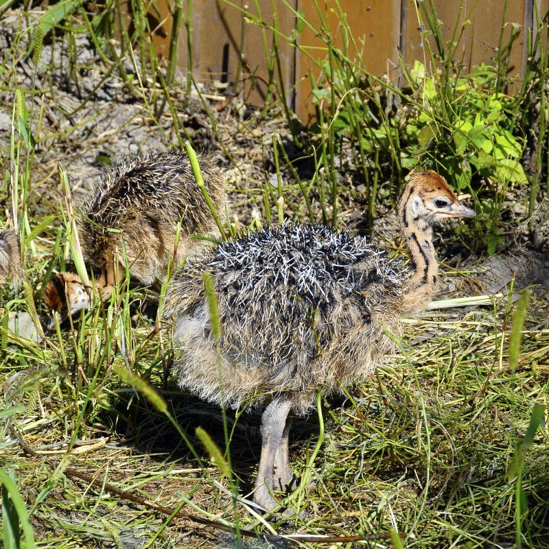 161 Photos de Autruche De Bébé - Photos de stock gratuites et libres de ...