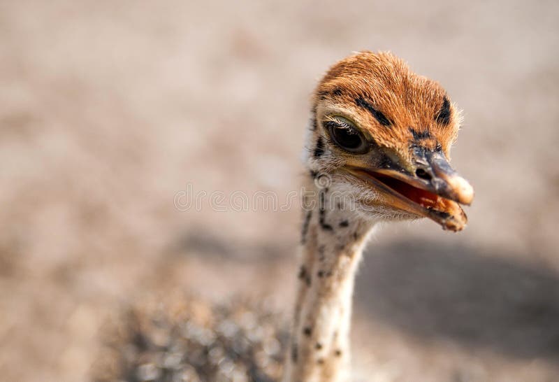 161 Photos de Autruche De Bébé - Photos de stock gratuites et libres de ...