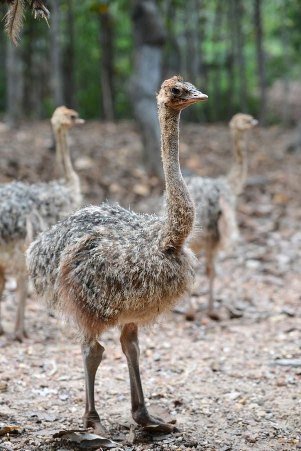 161 Photos de Autruche De Bébé - Photos de stock gratuites et libres de ...