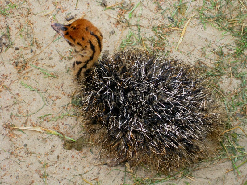 161 Photos de Autruche De Bébé - Photos de stock gratuites et libres de ...