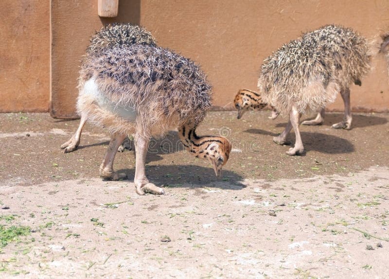 161 Photos de Autruche De Bébé - Photos de stock gratuites et libres de ...