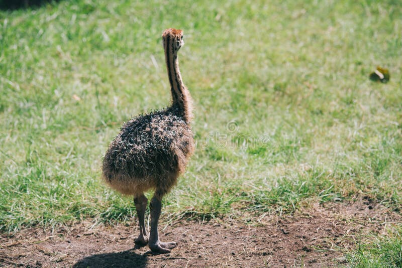 161 Photos de Autruche De Bébé - Photos de stock gratuites et libres de ...