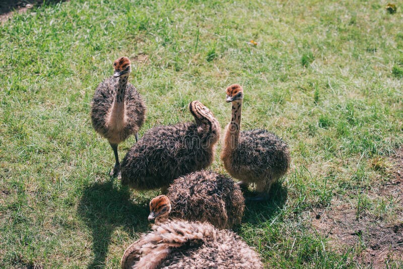 161 Photos de Autruche De Bébé - Photos de stock gratuites et libres de ...