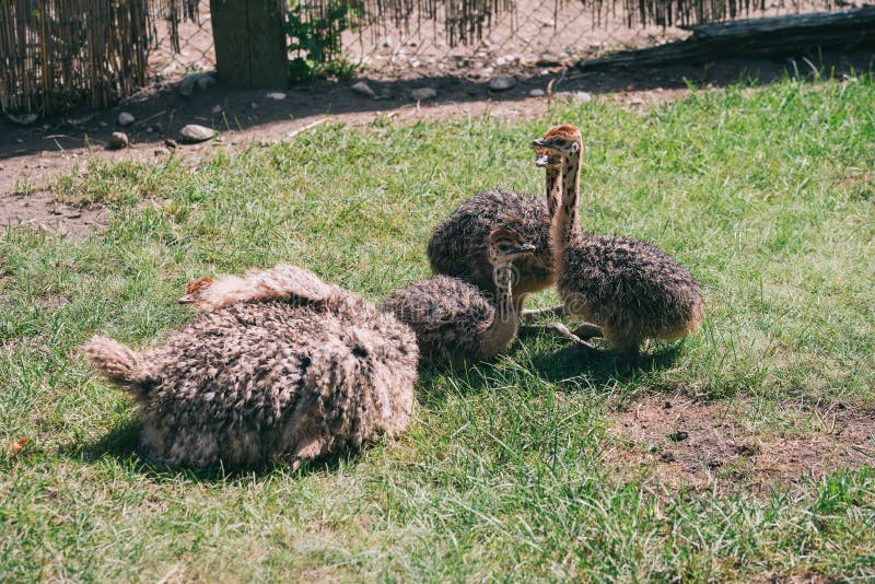 161 Photos de Autruche De Bébé - Photos de stock gratuites et libres de ...