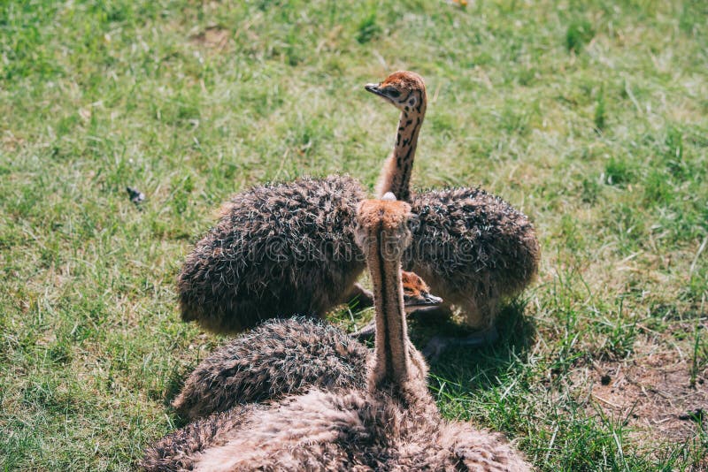 161 Photos de Autruche De Bébé - Photos de stock gratuites et libres de ...