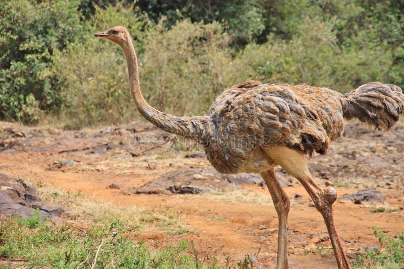 161 Photos de Autruche De Bébé - Photos de stock gratuites et libres de ...