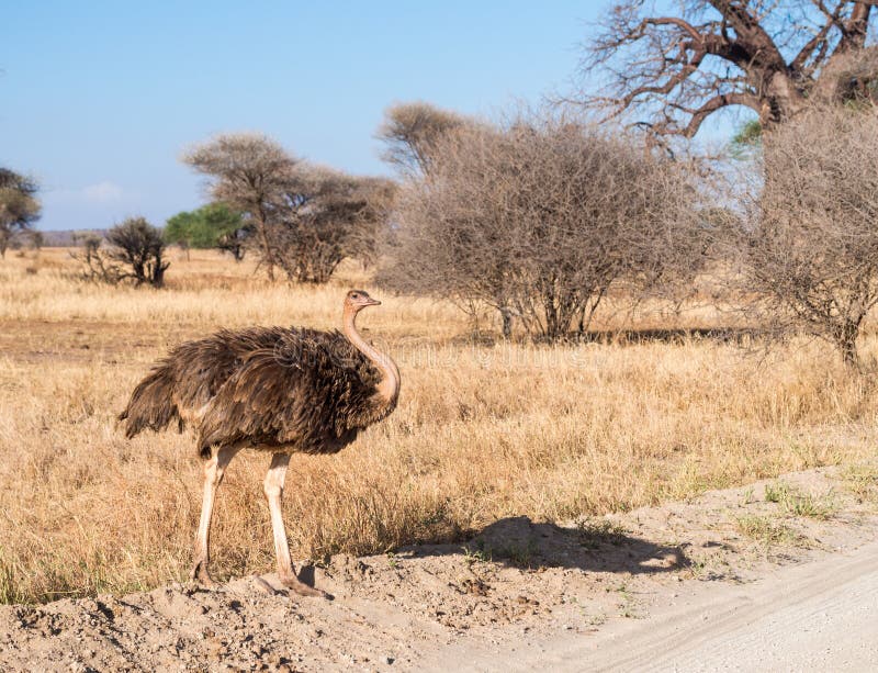 Autruche Sur La Savane, Safari En Tanzanie, Afrique Photo stock - Image ...