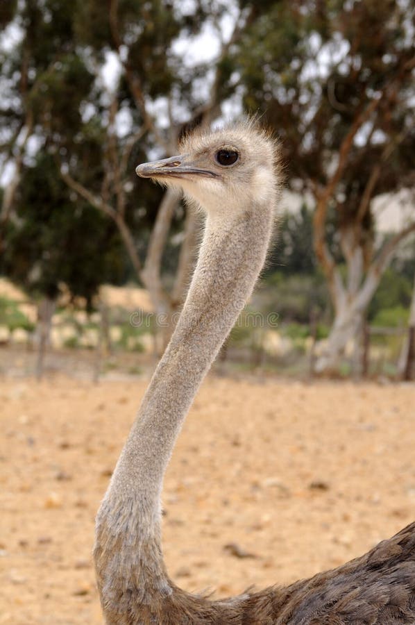 Autruche femelle image stock. Image du regard, sauvage - 18295905
