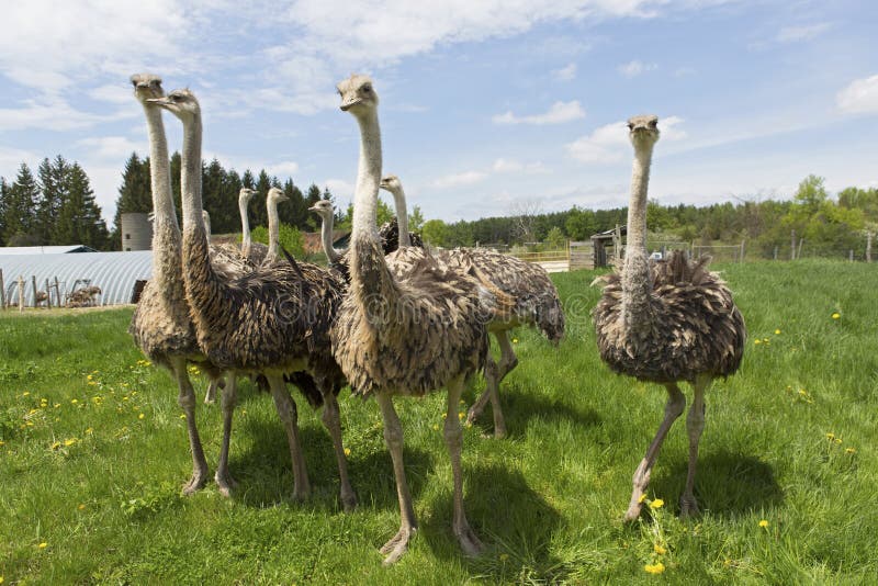Autruche femelle photo stock. Image of autruche, grand - 97901842