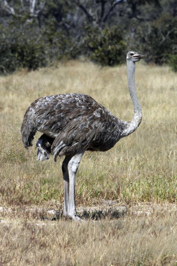 Autruche femelle image stock. Image du regard, sauvage - 18295905