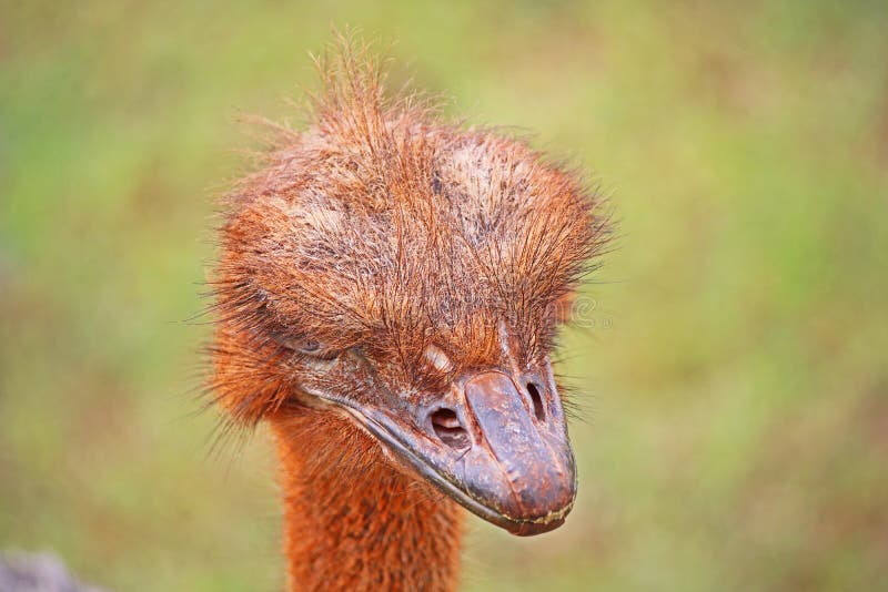 Autruche avec l'oeil rouge image stock. Image du rouge - 18879949