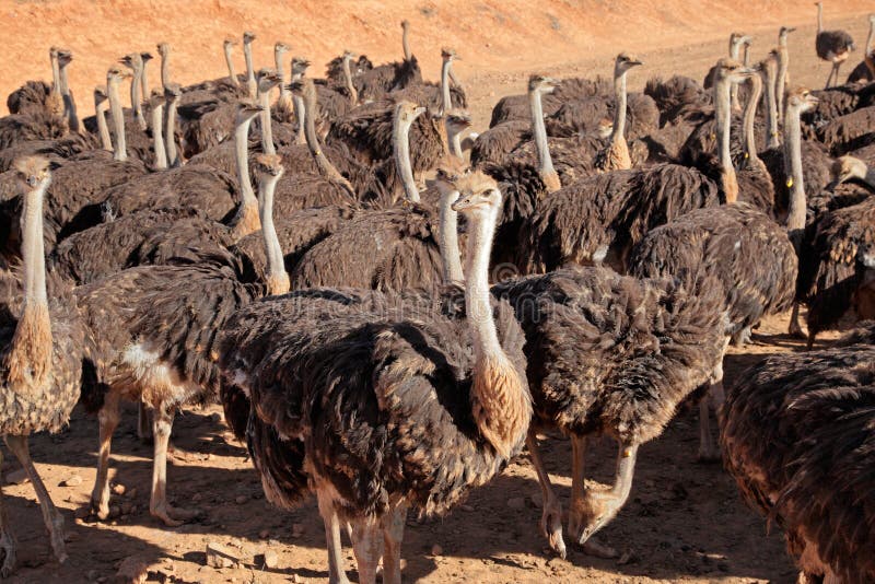 Autruches image stock. Image du champs, ranch, groupe - 37072957