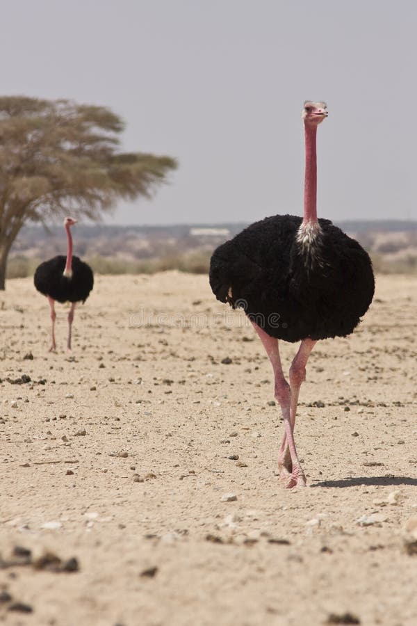 Autruche Effrayée Enterrant Sa Tête En Sable Photo stock - Image du ...
