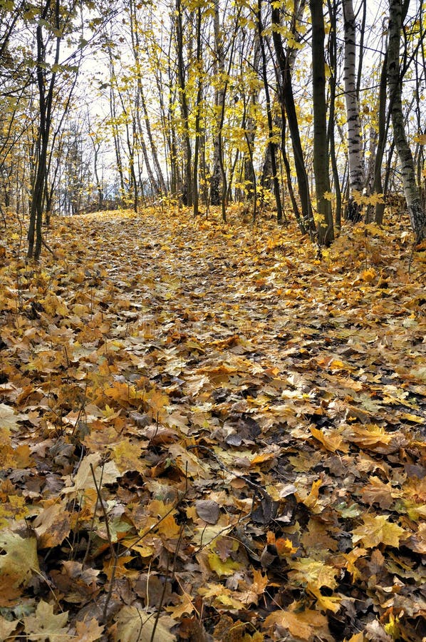 Autum stock image. Image of unique, rural, autumn, orange - 12957301