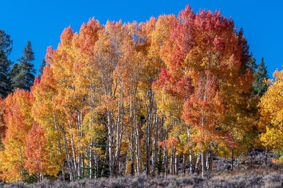 Autumn Aspen Row of Trees stock photo. Image of color - 145417984
