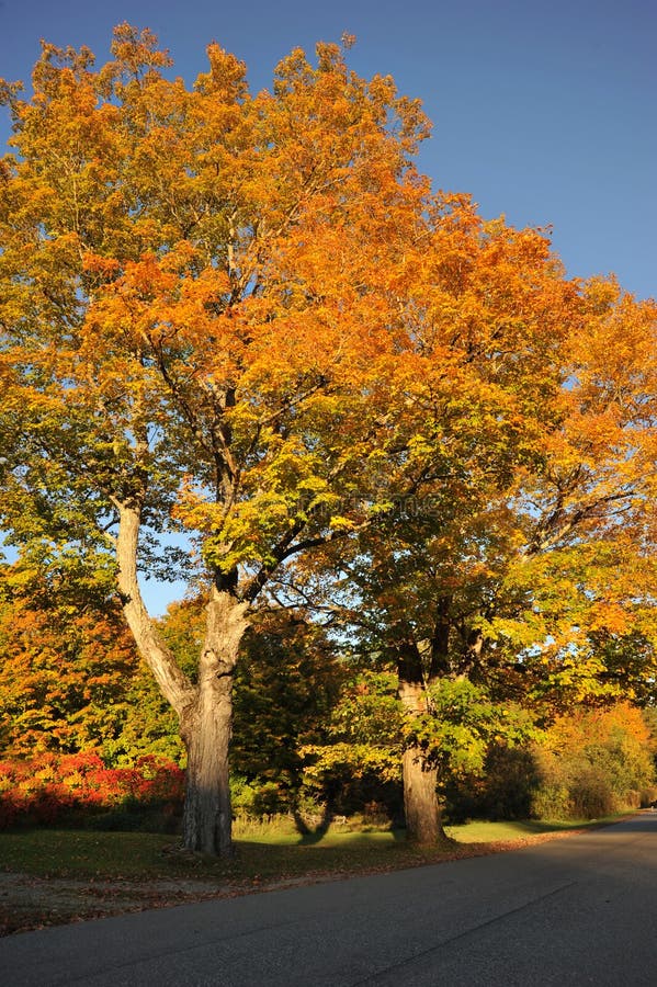 Autum stock image. Image of yellow, brilliant, colors - 34080953