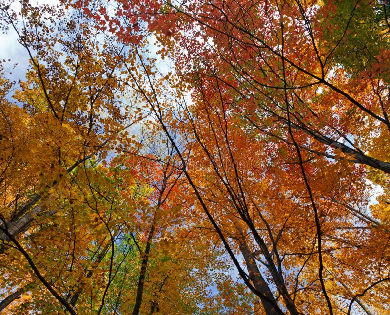 Autum colors, tree tops stock photo. Image of fallen - 16781016