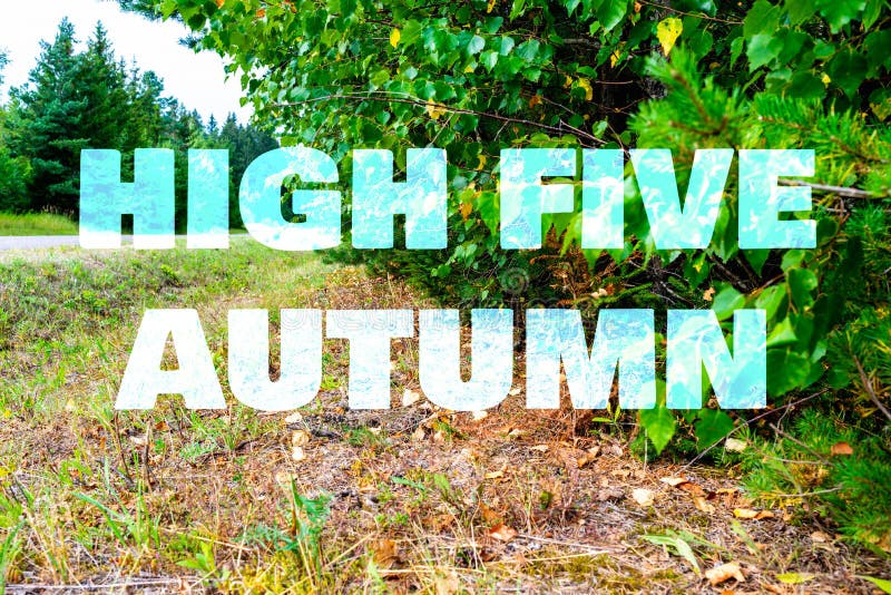 Autum Colours and Leaves on the Ground Looking through Trees at Sunset ...