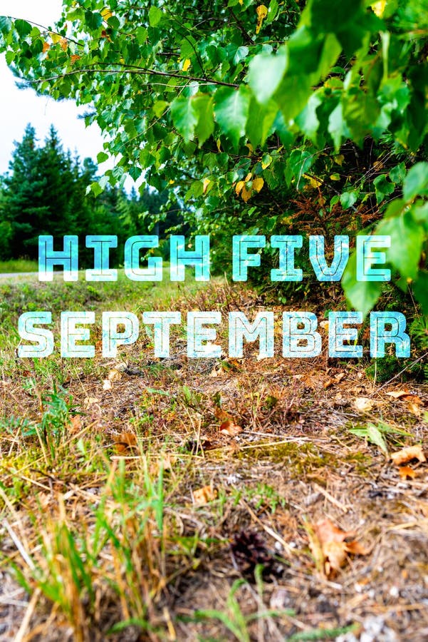 Autum Colours and Leaves on the Ground Looking through Trees at Sunset ...