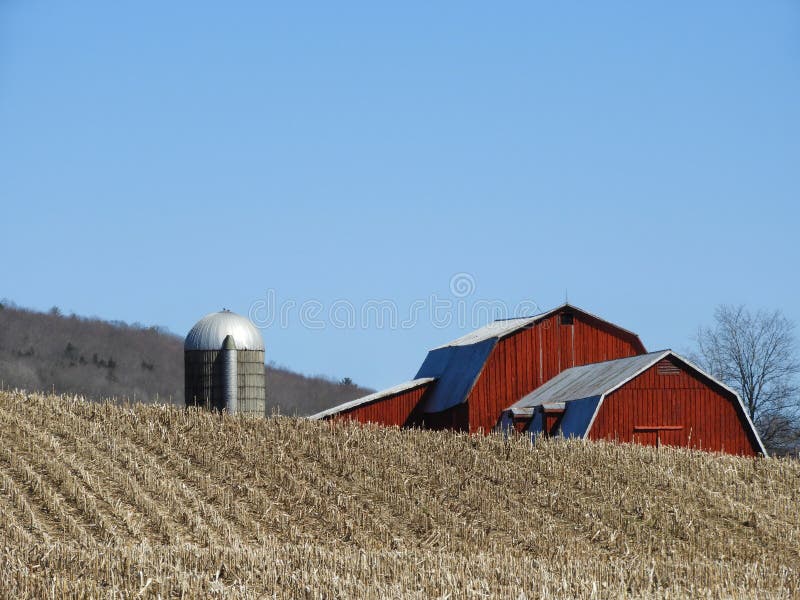 Harvested Corn Field with Red Gambrel Roof Barns Stock Image - Image of ...