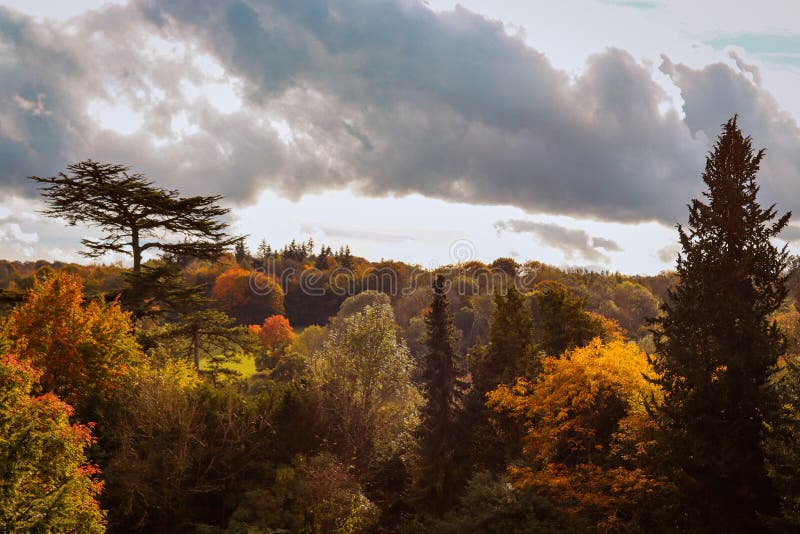 Autum forest in Surrey stock image. Image of nature - 234803425