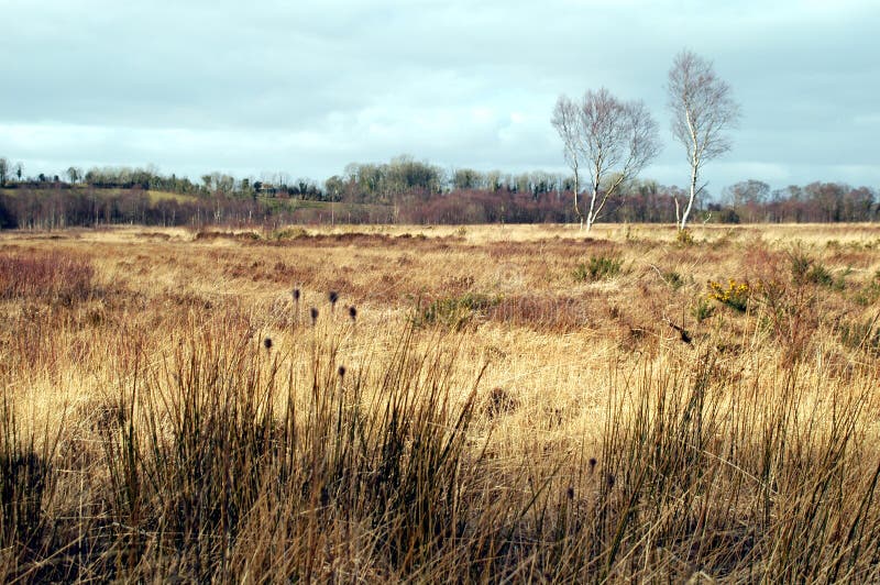 Autum and the Green is Gone Stock Image - Image of beautiful, autumn ...