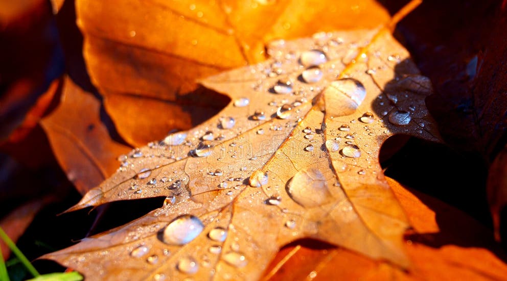 Autum leaf stock image. Image of seasons, field, forest - 11844077
