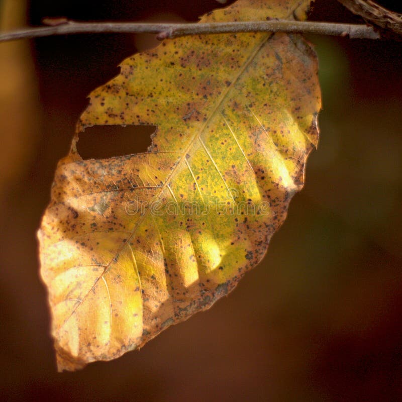 Autum leaf, Yellow Autumn Leaf on its