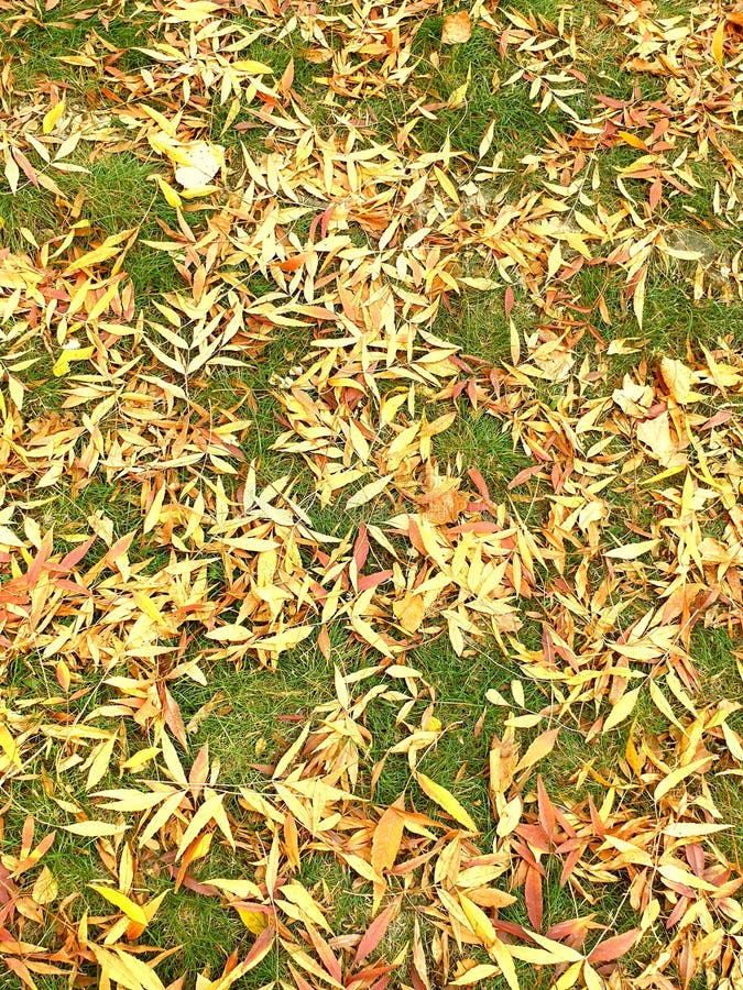 Autum Leafs Nature Patterns Stock Photo - Image of autumleafs, autum ...