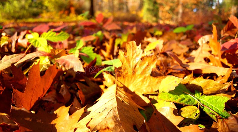 Autum leaves stock photo. Image of parks, nature, foliage - 11844078