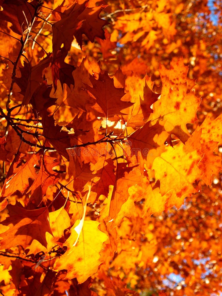 Autum leaves stock photo. Image of colorful, foliage - 11844090