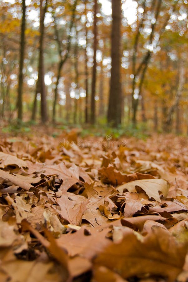 Autum leaves in the forest stock photo. Image of outdoors - 3489514