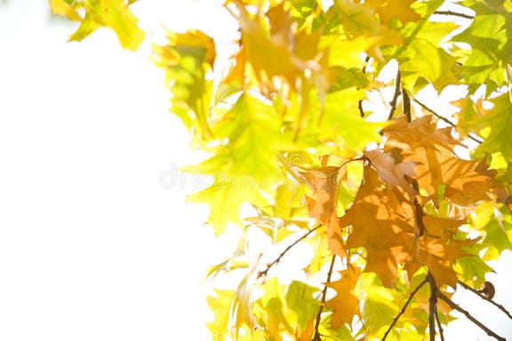 Autum leaves over white stock photo. Image of space, saturated - 6707586