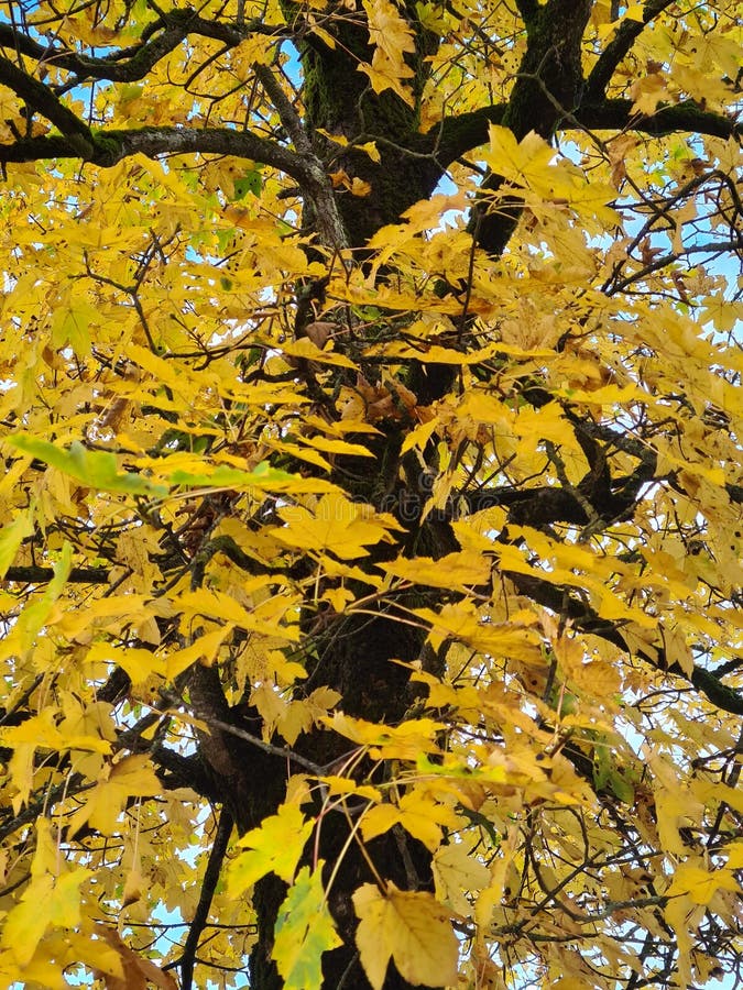 Autum in nature stock photo. Image of branch, fall, scenic - 200885594