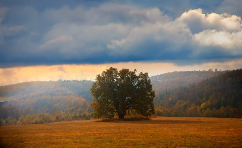 Single autumn tree stock photo. Image of grow, nature - 11531620