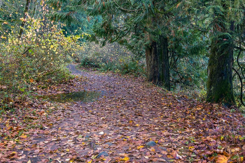 Autum path through forest stock photo. Image of perspective - 104400028