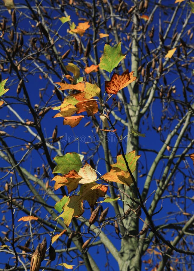 Autum s tree stock image. Image of leaf, inalia, horizontal - 47653329