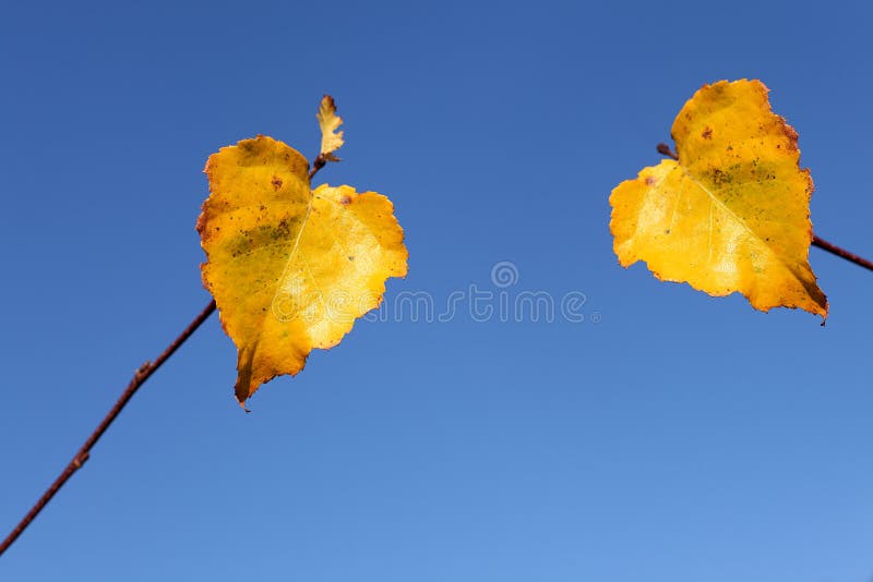 Autum sunny day stock image. Image of fall, blue, branch - 22010057
