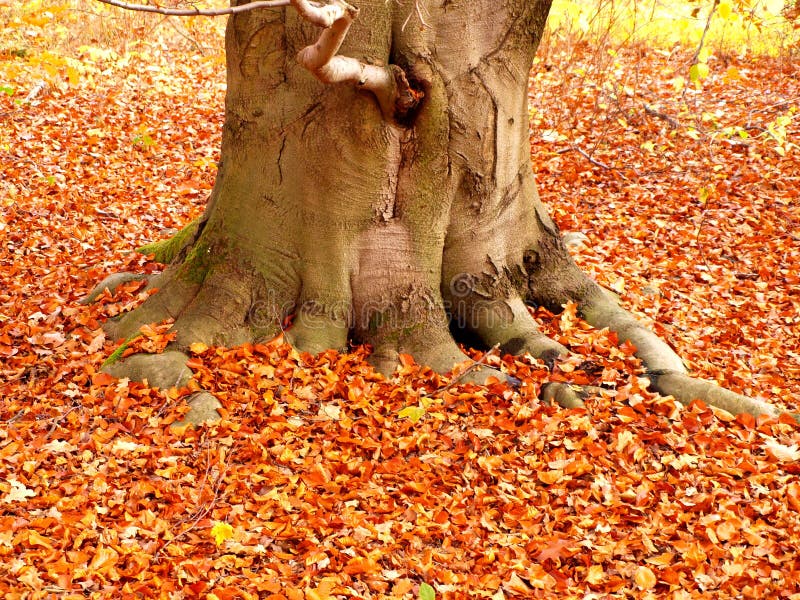 Autum tree detail stock photo. Image of orange, garden - 11844106